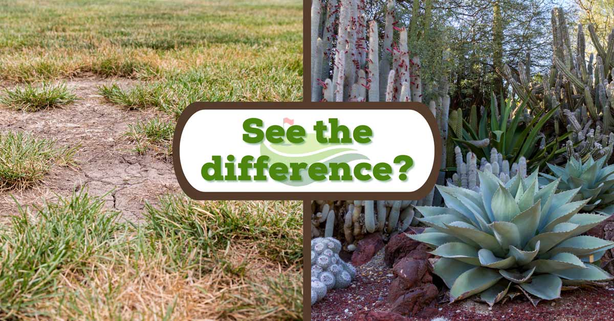 Spotlight: 10 Awesome Desert Plants to Add to Your Lawn! - Everything ...